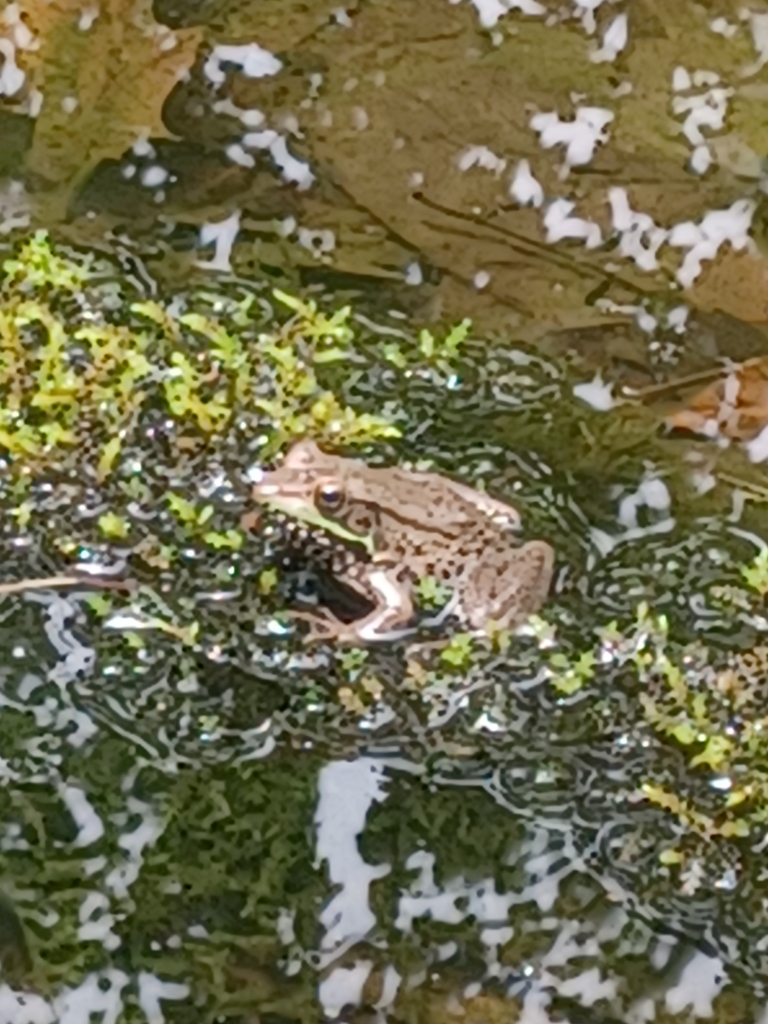 Green Frog from Bay County on May 23, 2022 at 10:51 AM by Sheila ...