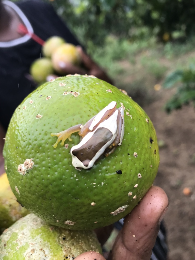 Elegant Forest Tree Frog from Milagres, BA, BR on May 23, 2022 at 12:46 ...