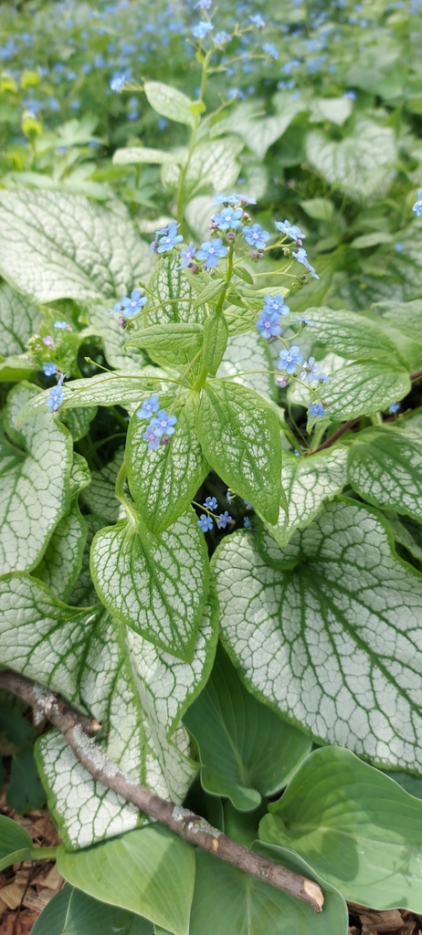 Brunnera from Oshawa, ON L1J 7B1, Canada on May 23, 2022 at 01:21 PM by ...