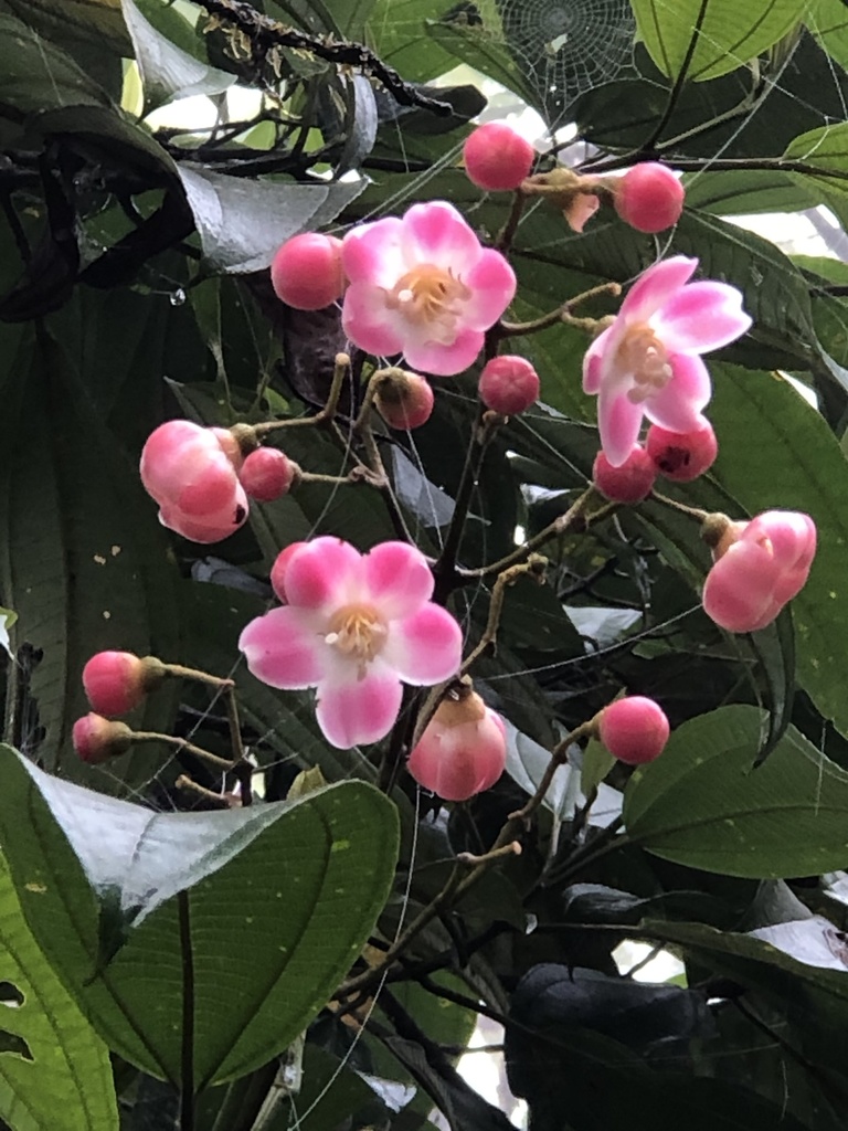 Miconia from Quito, Pichincha, EC on May 02, 2022 at 10:49 AM by Pancho ...