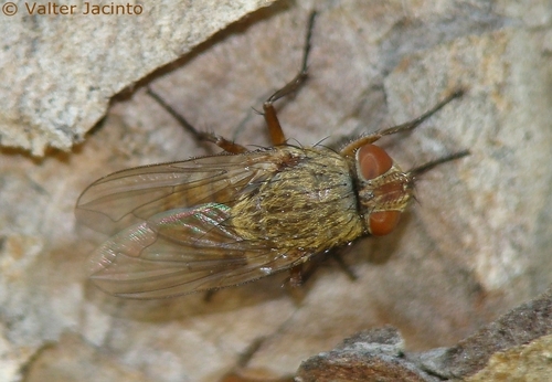 Pollenia bicolor · iNaturalist