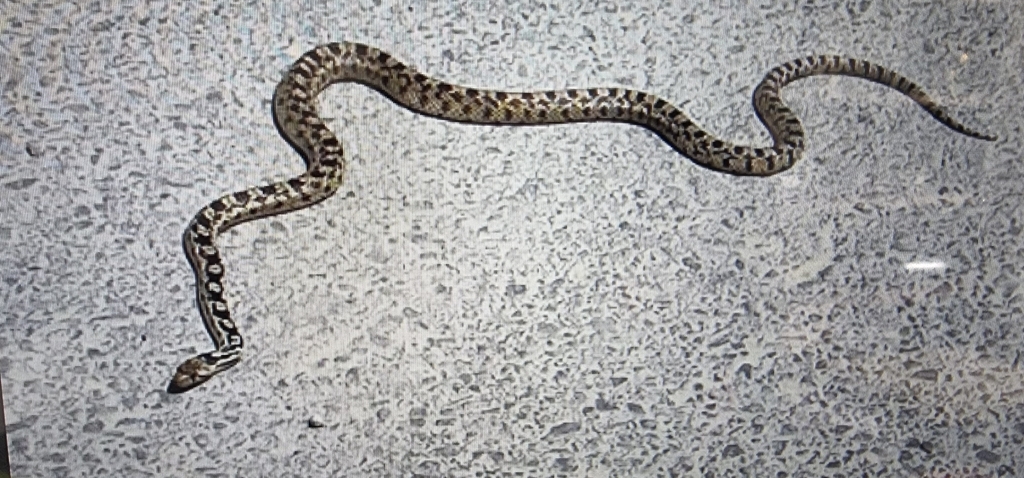 Great Basin Gopher Snake from Pleasant Grove, UT, USA on May 23, 2022 ...