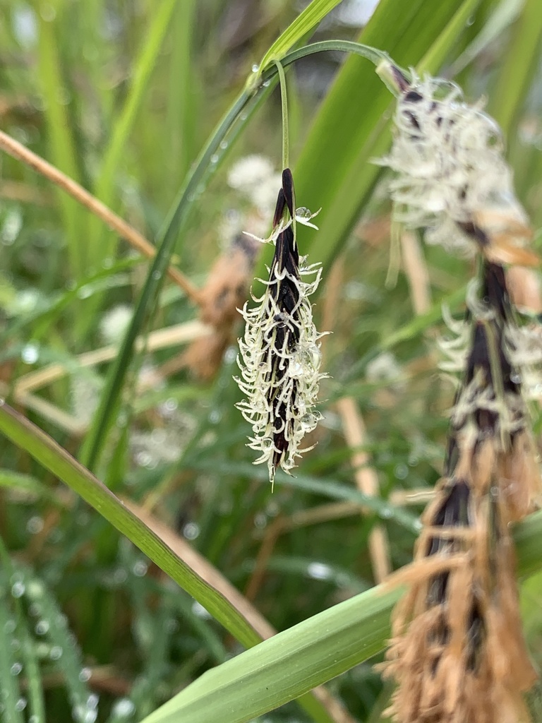 Alaska Large Awn Sedge from Mendenhall Lake, Juneau, AK, US on May 23 ...