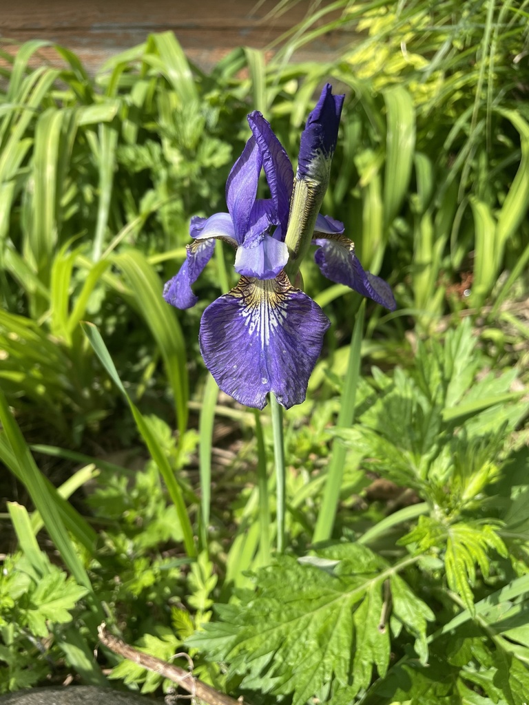 Japanese Iris from Long Island, Northport, NY, US on May 23, 2022 at 04 ...