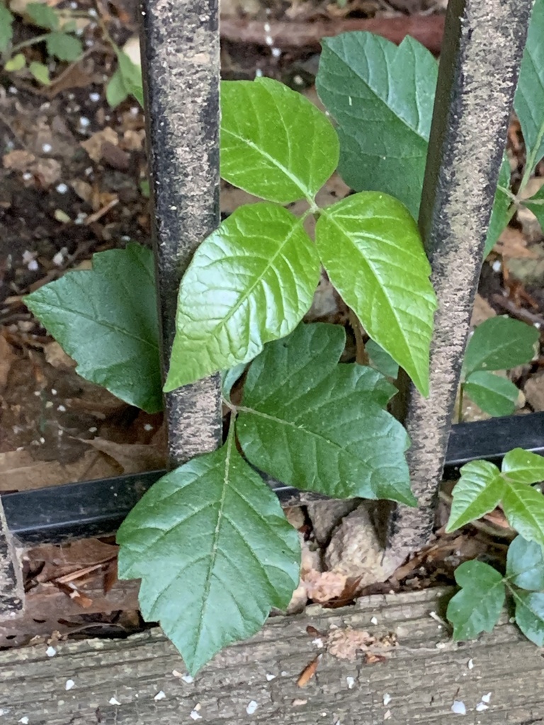 eastern poison ivy in May 2022 by Greg Watkins-Colwell · iNaturalist