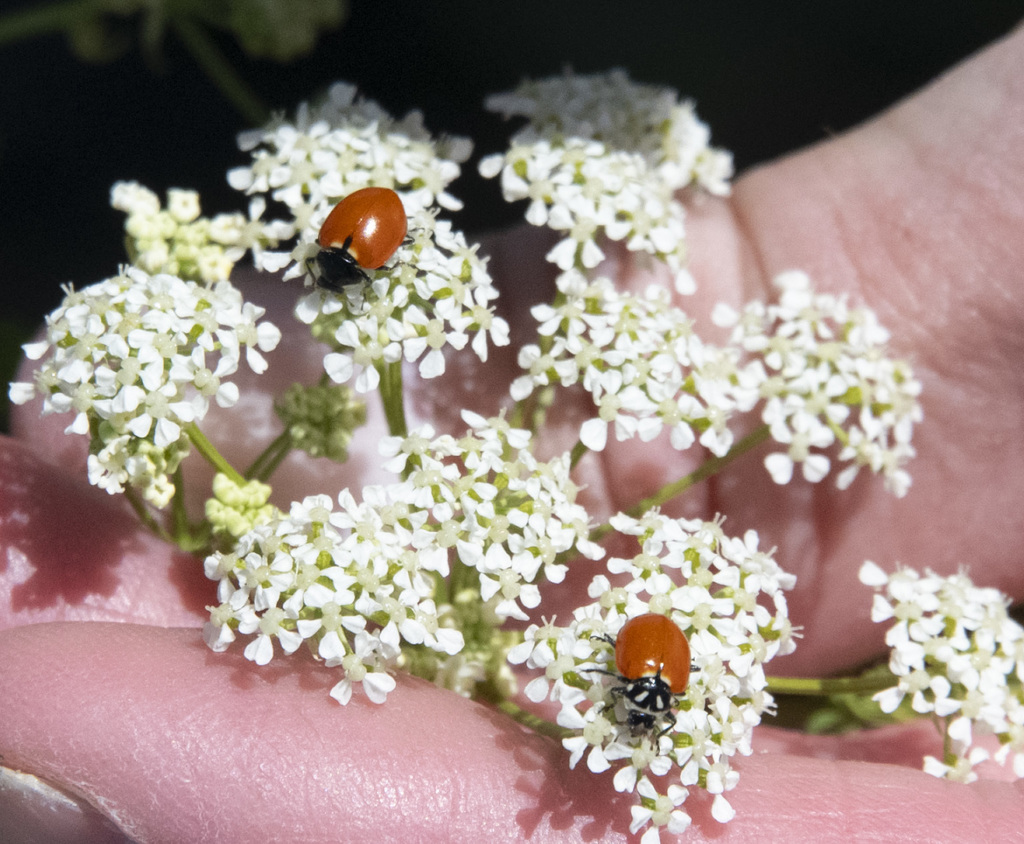 Pacific Five-spotted Lady Beetle from Oakley, CA 94561, USA on May 14 ...
