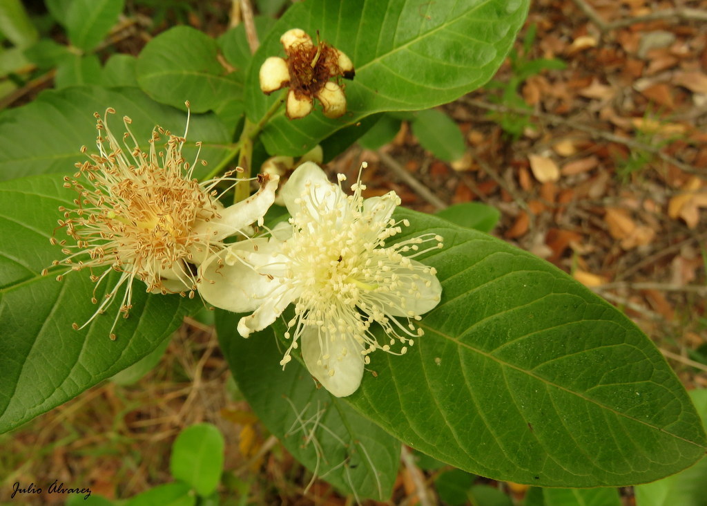 Common guava from Tala, Jal., México on June 15, 2018 at 08:13 AM by ...