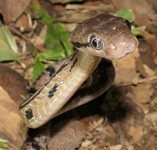Eyed Cat Snake from Song Phi Nong, Kaeng Krachan District, Phetchaburi ...