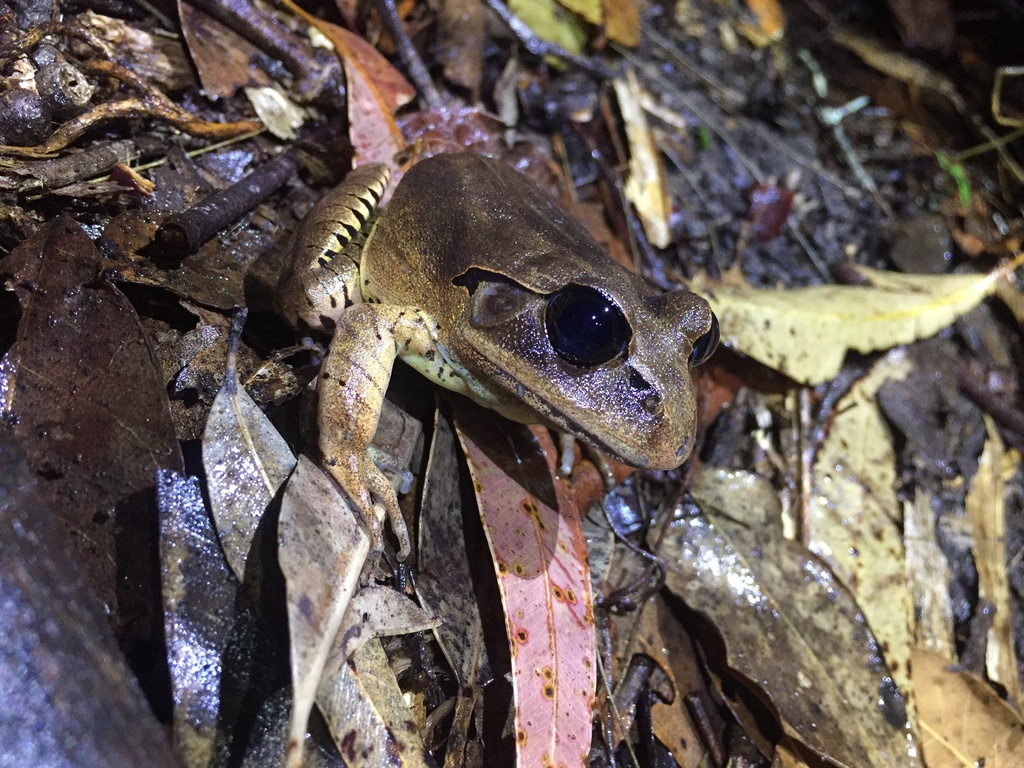 Great Barred Frog from Wallingat National Park, Wallingat, NSW, AU on ...