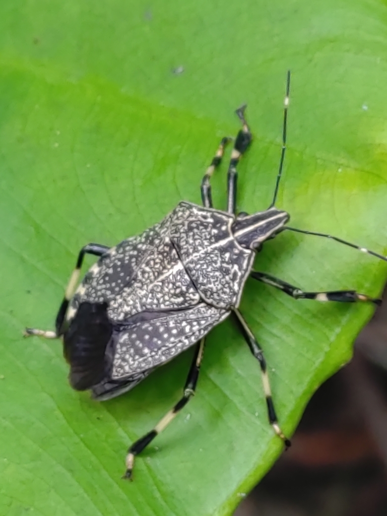 Yellow-spotted Stink Bug from 643台灣雲林縣林內鄉林中村 on May 24, 2022 at 10:51 ...
