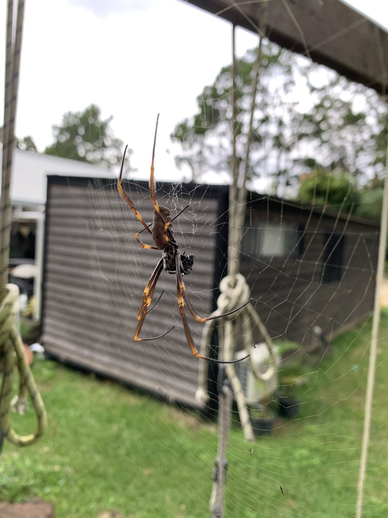 Tiger Spider from Broken Head Rd, Suffolk Park, NSW, AU on May 20, 2022 ...