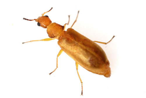 Familia Mauroniscidae · iNaturalist Mexico