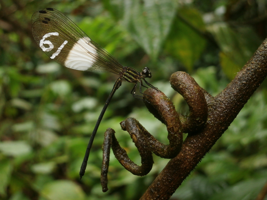 Polythore mutata from Puerto Misahuallí, Napo, Ecuador on November 25 ...