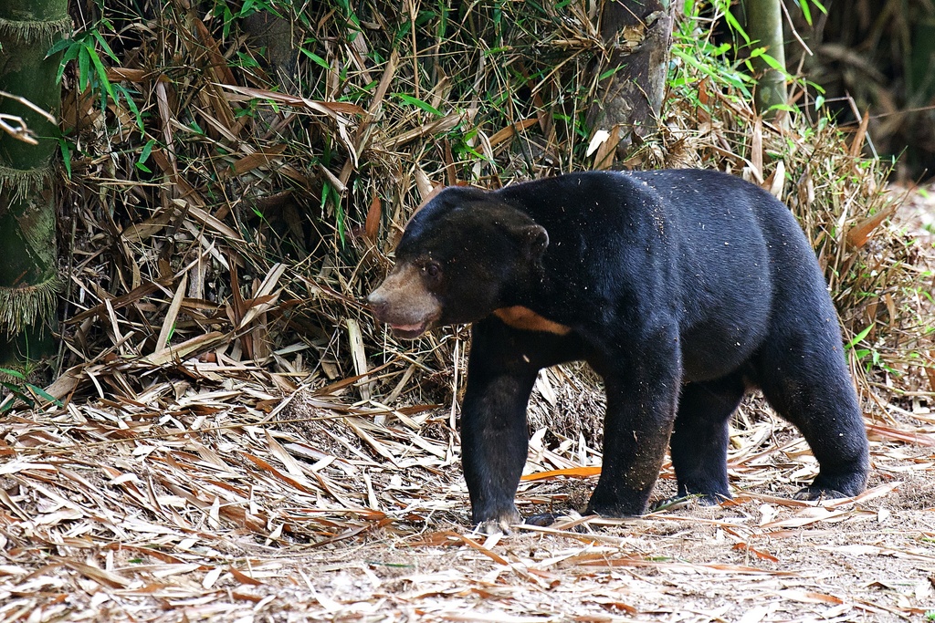 Sun Bear in April 2022 by Sarawin Kreangpichitchai · iNaturalist