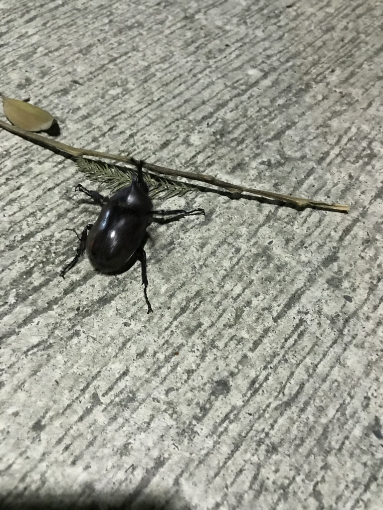 Trypoxylus dichotomus tsunobosonis from 320台灣桃園縣中壢區龍東路, 中壢區, 台灣, TW on ...