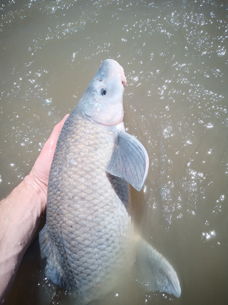 Blue Sucker from Muncie, Kansas City, KS, USA on May 7, 2022 at 01:26 ...