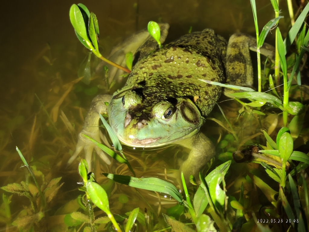 American Bullfrog in May 2022 by 九天. Invade. · iNaturalist