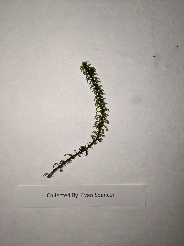 common waterweed (ADIRONDACK RESEARCH GUIDEBOOK) · iNaturalist