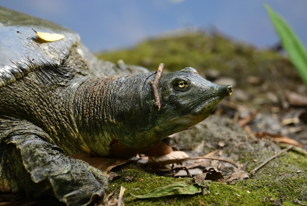 Chinese Softshell Turtle from Queens, NY, USA on May 18, 2022 at 11:10 ...