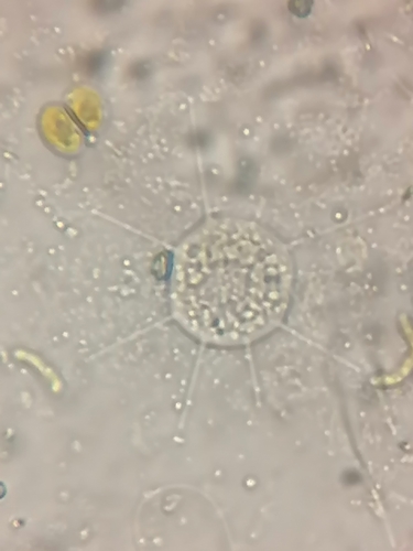 Heliophrya minima · iNaturalist