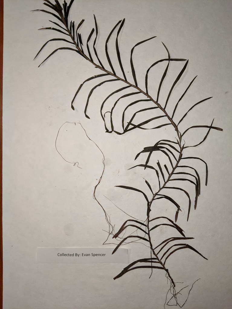 robbins' pondweed (ADIRONDACK RESEARCH GUIDEBOOK) · iNaturalist