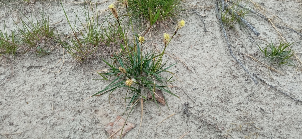 Rare Spring-sedge from Ленинградская обл., Россия, 187450 on May 24 ...