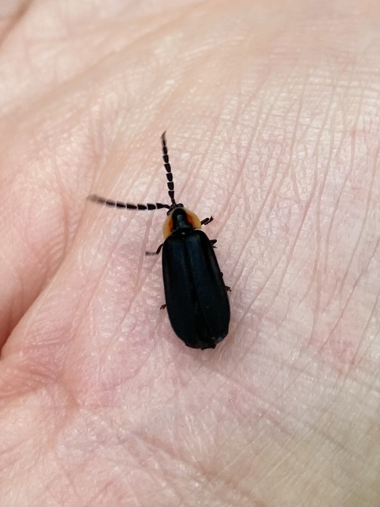 Black Firefly from University of Mississippi, Oxford, MS, US on May 24 ...