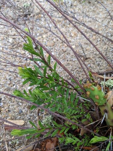 Variety Lechea maritima virginica · iNaturalist