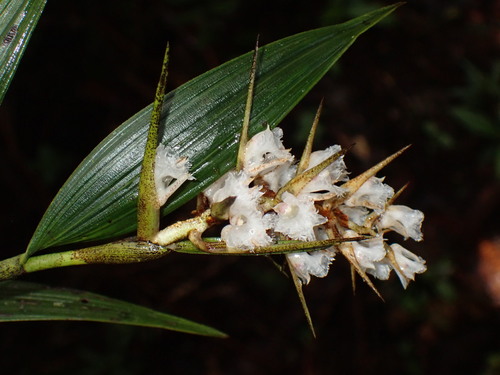 Elleanthus loxensis · iNaturalist