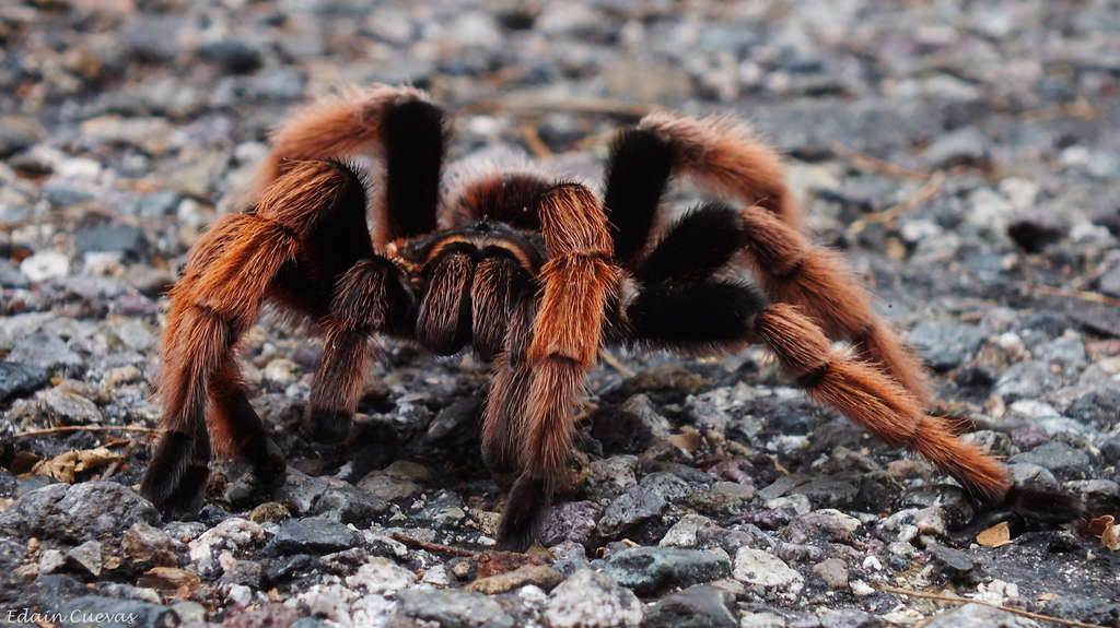 Mexican Pink Tarantula in January 2015 by Edain Cuevas · iNaturalist
