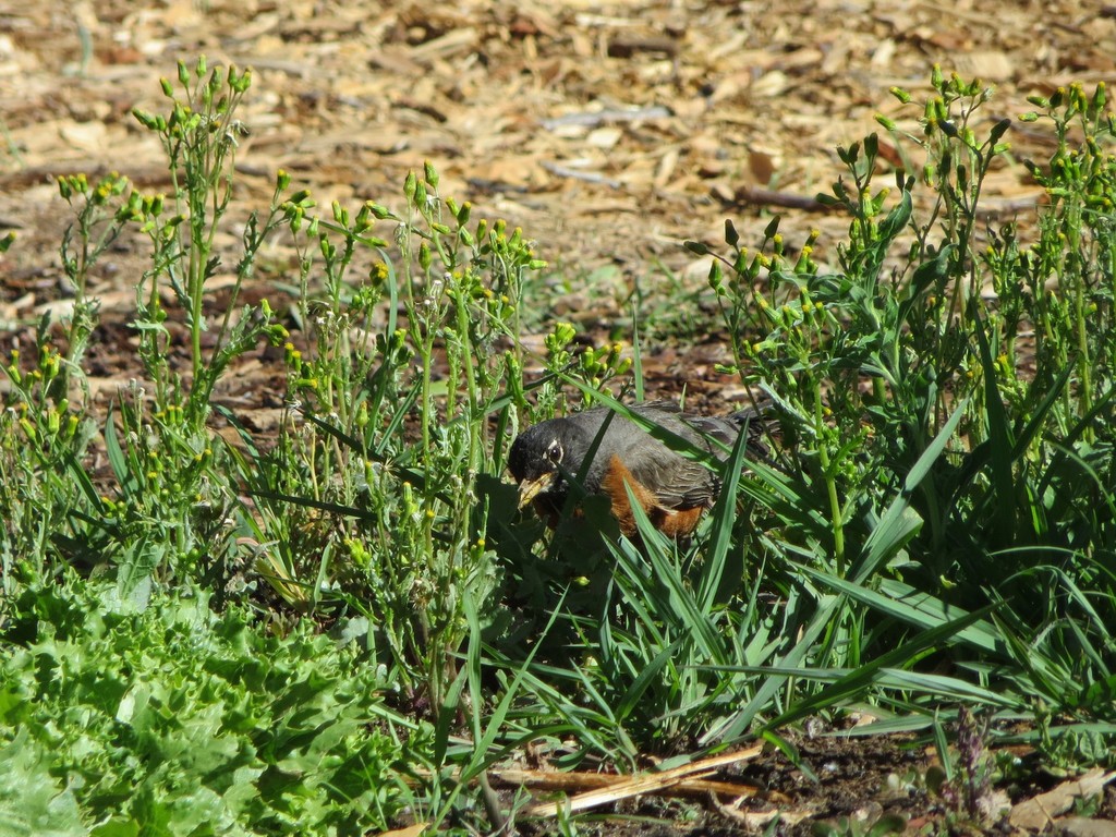 American Robin from Yavapai County, AZ, USA on June 9, 2018 at 04:09 PM ...