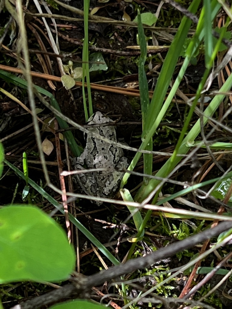 Northern Pacific Tree Frog from Lake Country, BC, CA on May 24, 2022 at ...