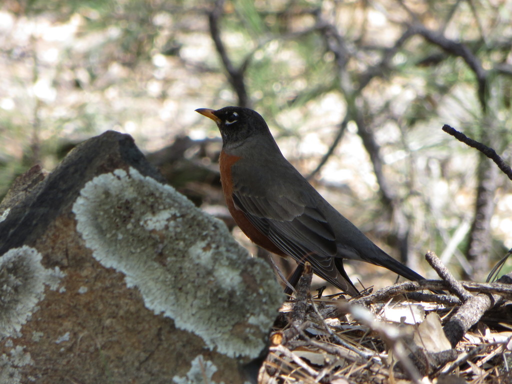 American Robin from Lynx Lake, Arizona 86303, USA on March 21, 2017 at ...