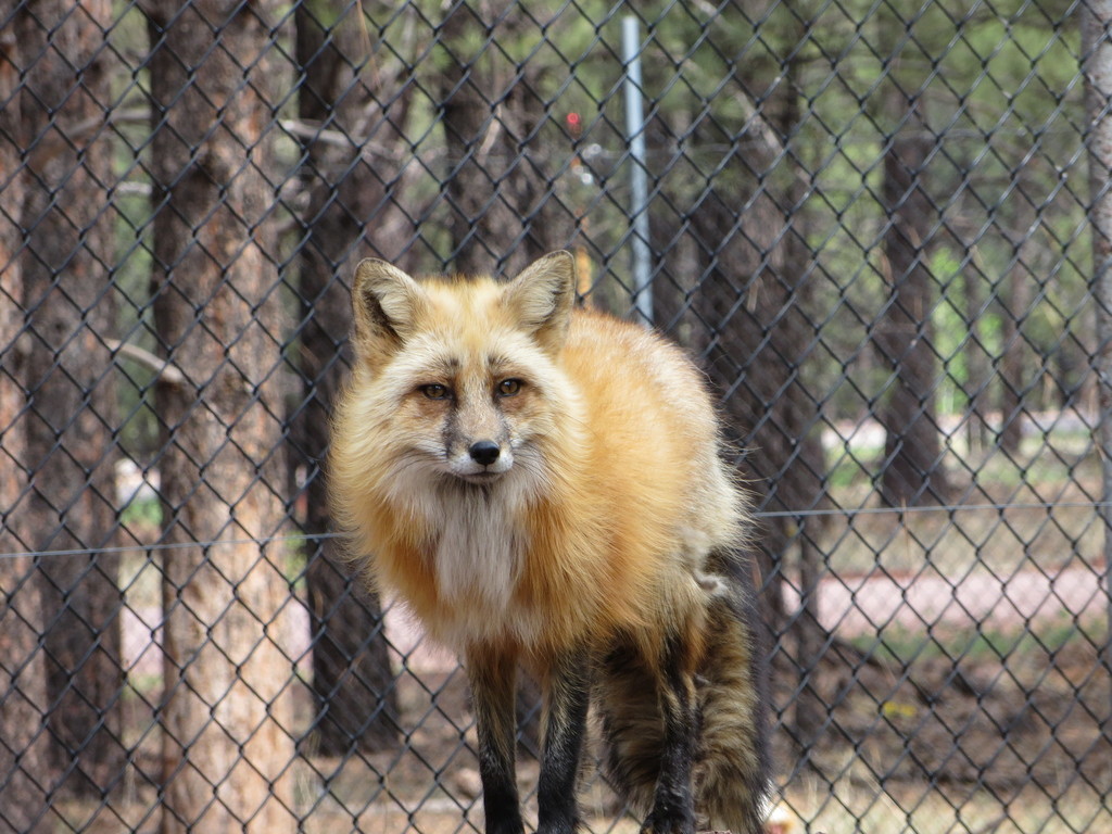 Red Fox in May 2014 by anonymous_arizonan. Seen at Bearizona Wildlife ...