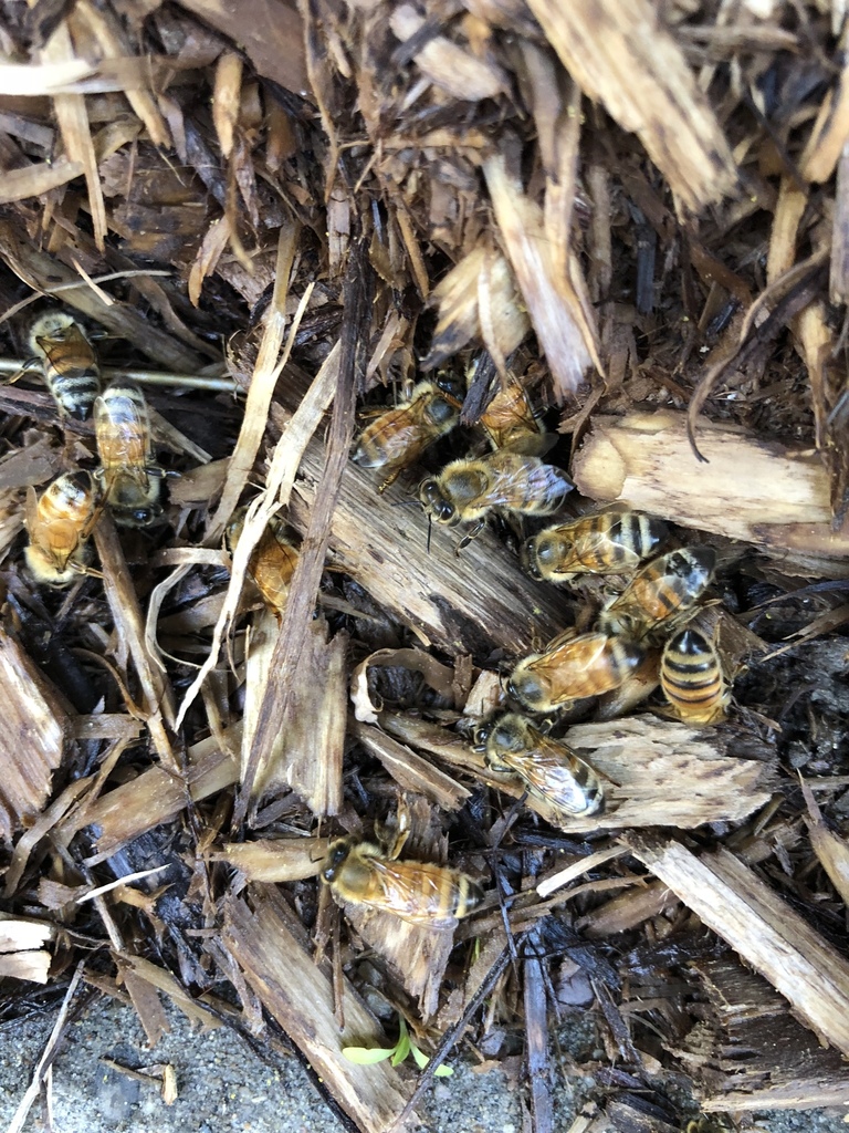 Western Honey Bee from University of Toronto - Downtown Toronto Campus ...