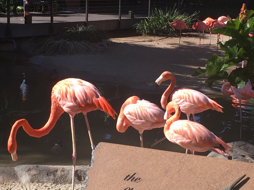 American Flamingo from Balboa Park, San Diego, CA, USA on October 19 ...