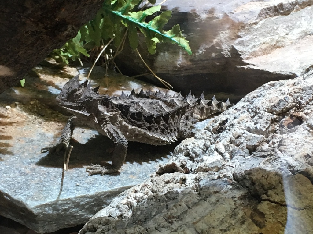 Giant Horned Lizard from Balboa Park, San Diego, CA, USA on October 19 ...