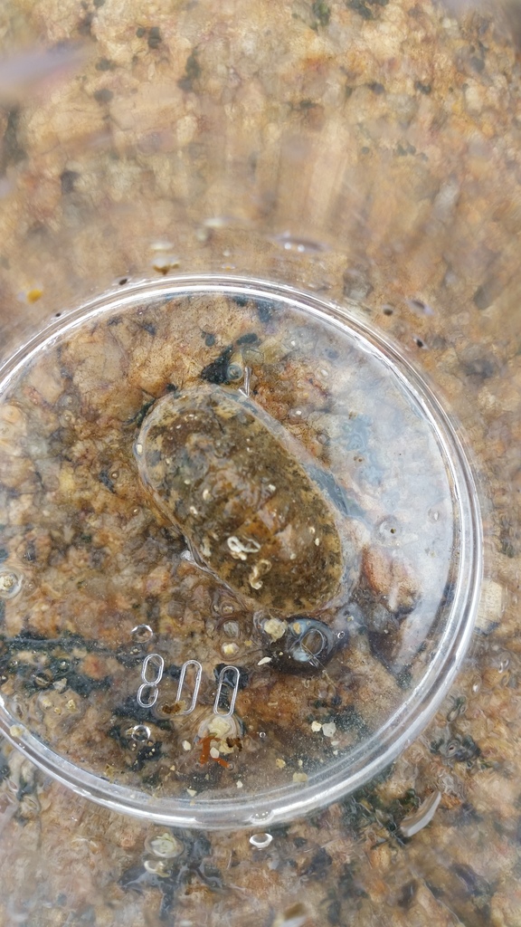 Ischnochiton comptus from Cheung Chau, Hong Kong on May 16, 2022 at 02:31 PM by Brian Leung ...