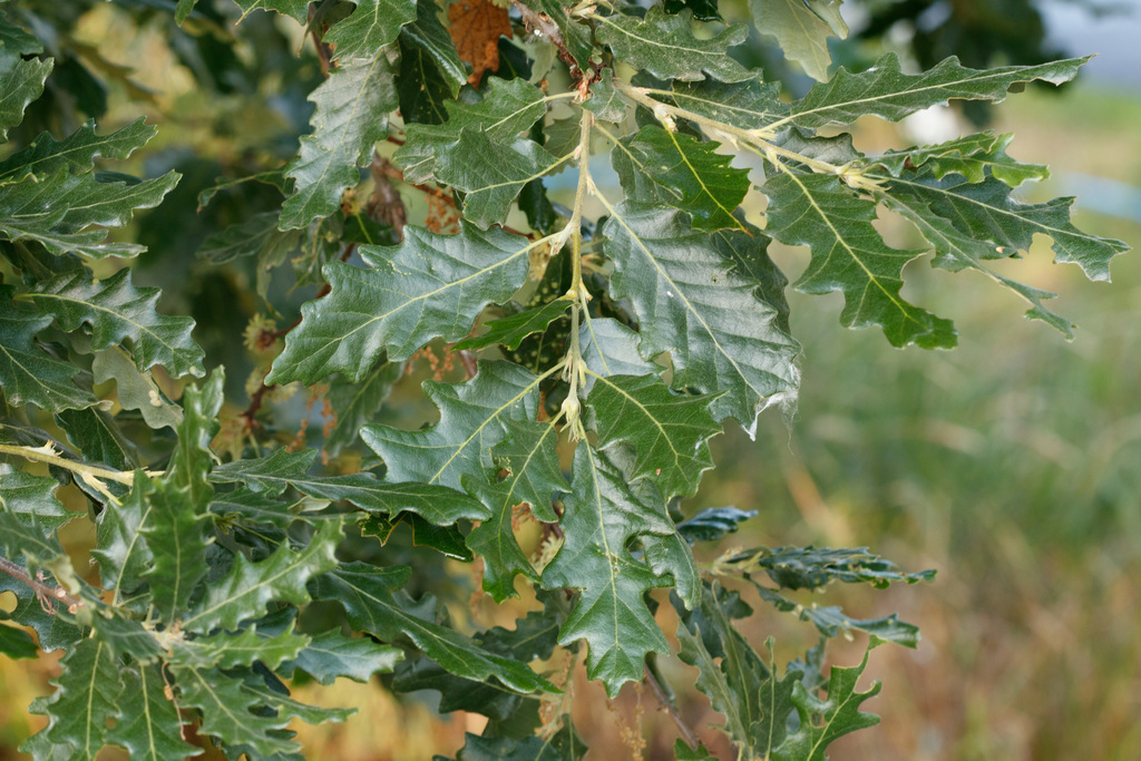 Turkey Oak from 936 01 Šahy, Slovensko on May 19, 2018 at 05:26 PM by ...