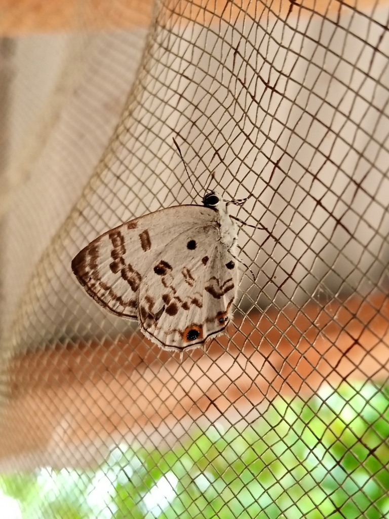 Gossamer-winged Butterflies from ifca on May 23, 2022 at 02:36 PM by ...