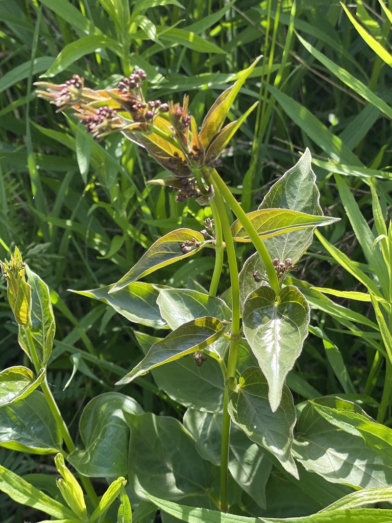 black swallow-wort from Rideau Heights, Kingston, ON, CA on May 25 ...
