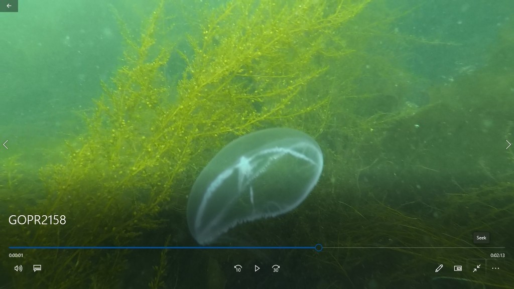 Mitrocoma cellularia from Nanaimo, BC, Canada on May 24, 2022 at 10:50 ...