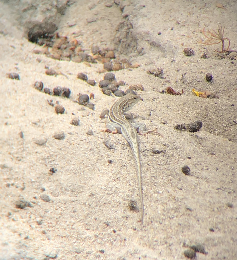 Spiny-footed Lizard from Lagoas de Santo André e da Sancha, Sines ...