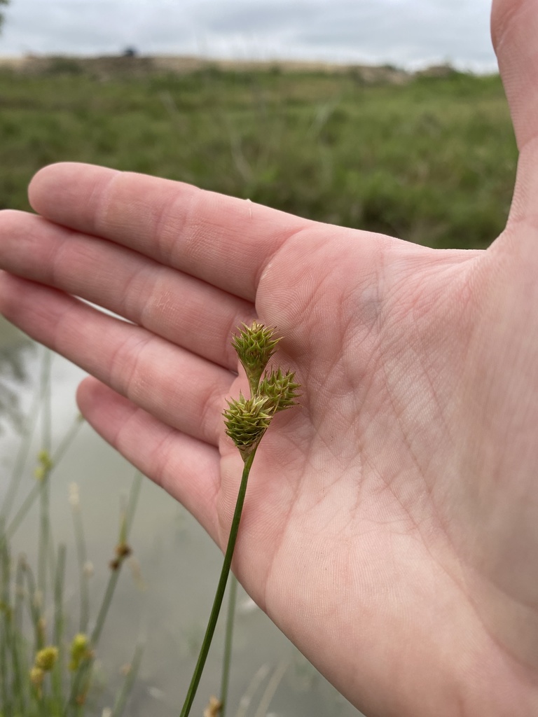 Britton's Sedge from Joshua, TX, US on May 25, 2022 at 09:16 AM by ...