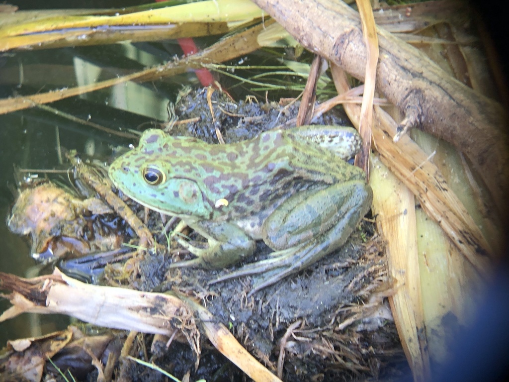 American Bullfrog from Sweetwater Wetlands Park, Tucson, AZ, US on May ...