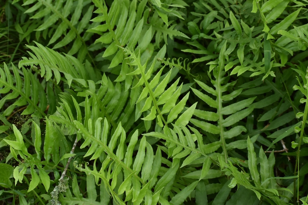 netted chain fern from The Lake House of Laurel on May 19, 2022 at 07: ...