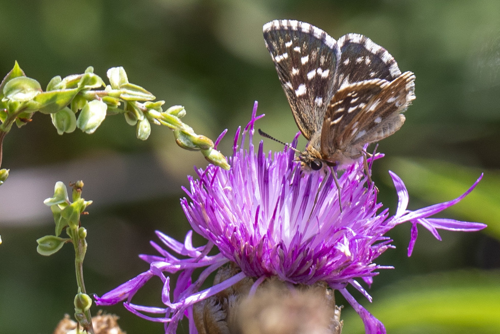 Spread-wing Skippers from Girona, Cataluña, Spain on August 29, 2019 at ...