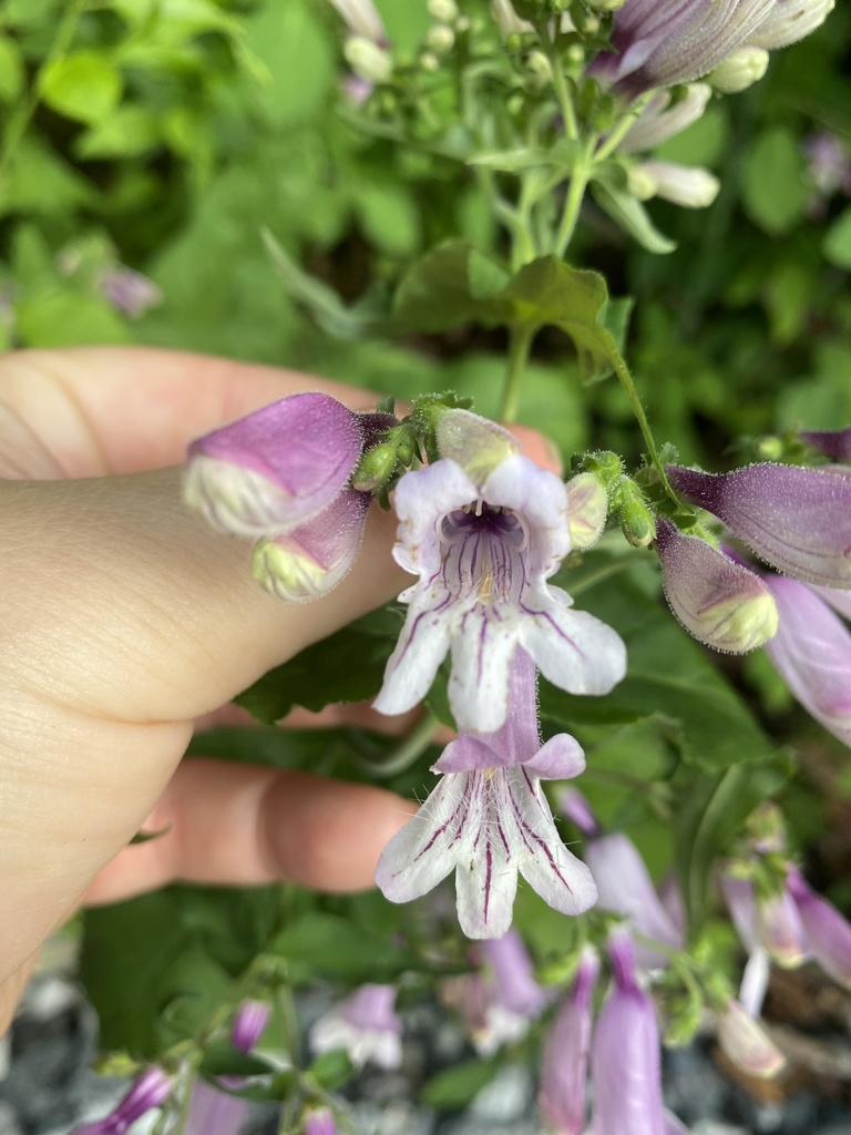 Small's Penstemon from Pisgah National Forest, Marshall, NC, US on May ...