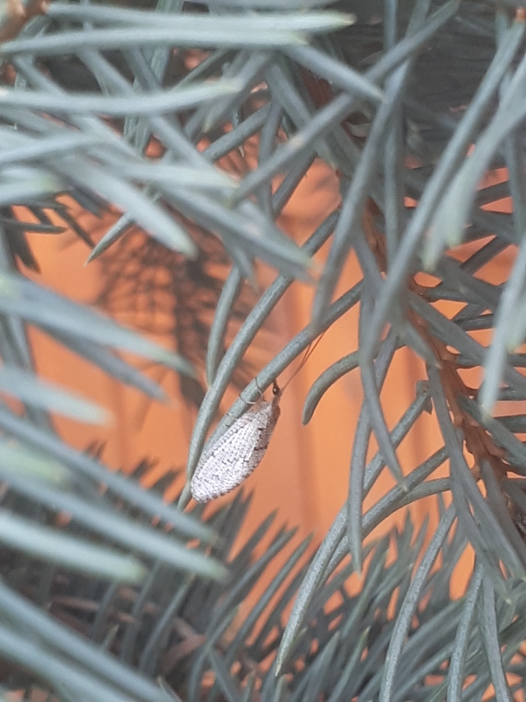 Hemerobius from Calgary, AB T3K 0H9, Canada on May 25, 2022 at 12:12 PM ...