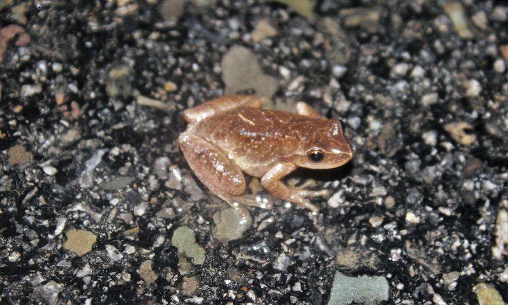 Spring Peeper from Clarion County, PA, USA on May 6, 2022 at 10:42 PM ...
